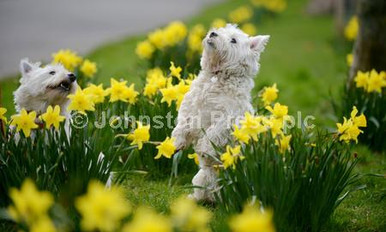 24292814-PIC PHIL WILKINSON. TSPL JOHNSTON PRESS EN PICS SPRING STAND ...