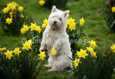 24292815-PIC PHIL WILKINSON. TSPL JOHNSTON PRESS EN PICS SPRING STAND ...