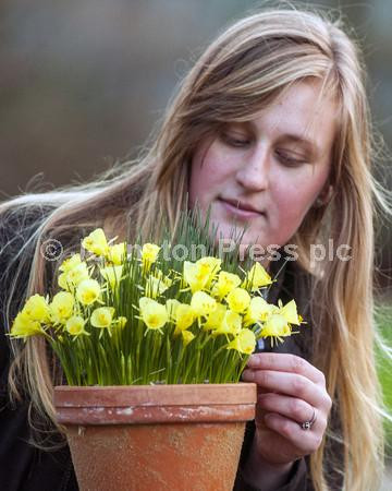 26645528-Photograph by Ian Georgeson, 07921 567360 Daffodils in ...