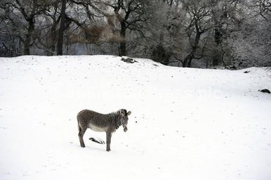23580458-Grevy s Zebra at Edinbugh Zoo in the snow. - National World ...