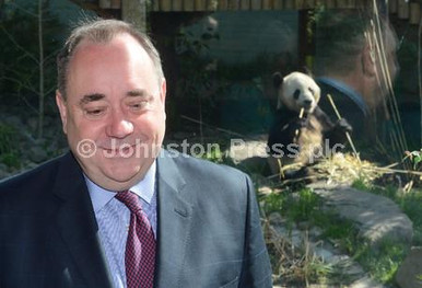 24669712-Edinburgh Zoo Scotland s First Minister Alex Salmond beside ...