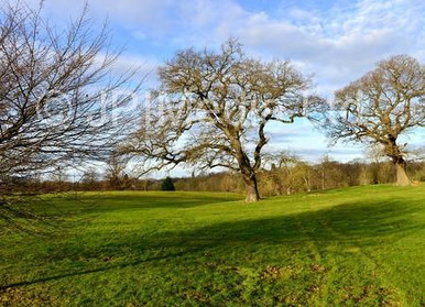 39344808-Woods at Wynyard Village. Picture by FRANK REID - National ...