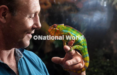 39800837-Gary Moores with a male Panther Chameleon, at Blackpool ...