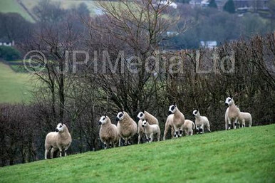 39342001-Chris Adamson, Whitfield Farm, Littleborough. Pictured with a ...