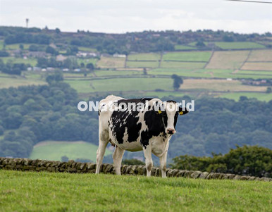 39832461-Brothers Ben and Andrew Walker at Coppy Hill Farm at Laycock ...