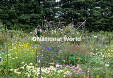 39840347-Kate O'Toole tends to the sweet peas at Beardsworths Nurseries ...