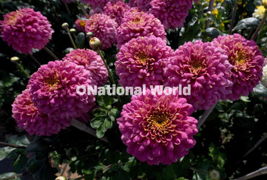39851864-Brian Sidebottom from the Spen Valley Panton and Chrysanthemum ...
