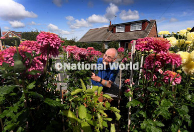 39851865-Brian Sidebottom from the Spen Valley Panton and Chrysanthemum ...