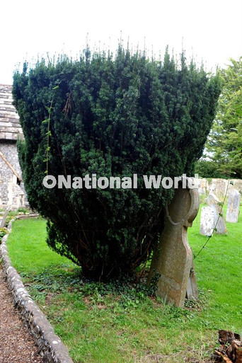 39870386-St Peter's Church, Upper Beeding have 36 yew trees which the ...