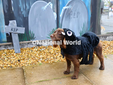39881455-WIGAN - 24-10-23 HALLOWEEN Getting into the spirit of ...