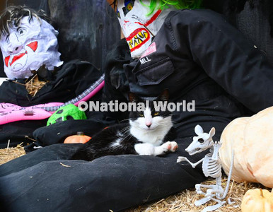 39881451-WIGAN - 24-10-23 HALLOWEEN Getting into the spirit of ...