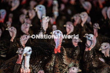 39895130-Turkeys kept by poultry farmer Edward Wilkinson at Herb Fed ...