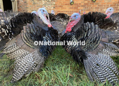 39952250-A collect picture of Turkeys on John Holtby's farm at ...