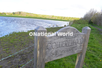 39953549-Swans take residents in a waterlogged field off New Road ...