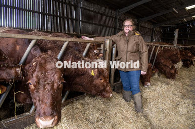 39955461-Rachel Hallos with her herd of Salers cattle at Beeston Hall ...