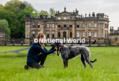 39965152-Duncombe Park Country Fair 2024, at Helmsley, North Yorkshire ...