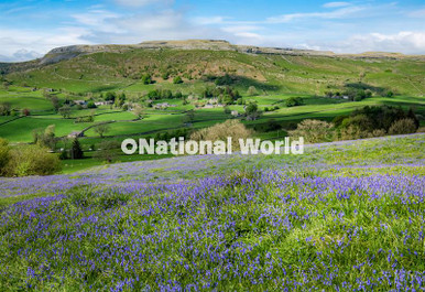 39967134-English bluebells in Oxenber Wood and Wharfe Wood close to ...