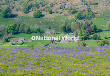 39967127-English bluebells in Oxenber Wood and Wharfe Wood close to ...