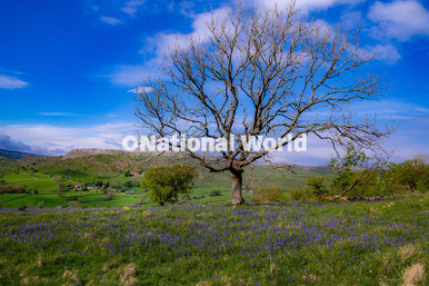 39967123-English bluebells in Oxenber Wood and Wharfe Wood close to Austwick near Settle in the ...