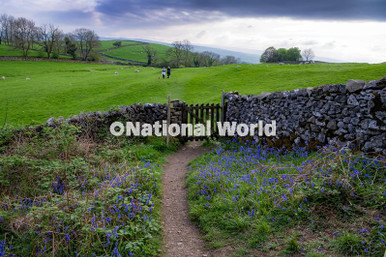 39967118-Walkers pass through the bluebell meadows in Oxenber Wood and Wharfe Wood close to ...