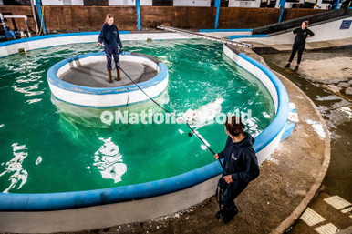 39970572-CountryPost - Farmer Stuart Currie, of Beautry Farm, Rathmell ...