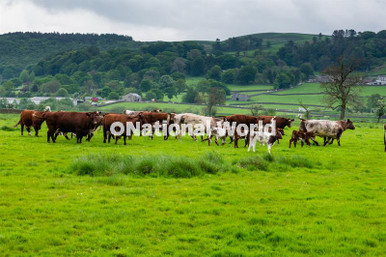 39970576-CountryPost - Farmer Stuart Currie, of Beautry Farm, Rathmell ...
