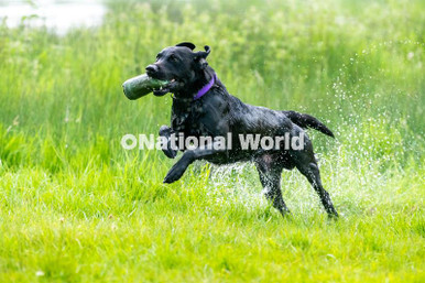 39971836-The Yorkshire Game & Country Fair 2024 held at Scampston Hall ...