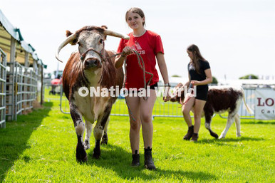 40007803-Jessica Marshall parades Verona a Longhorn cow at The Royal ...