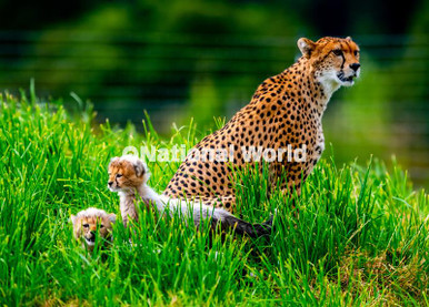 40009723-Yorkshire Wildlife Park in Doncaster, South Yorkshire ...