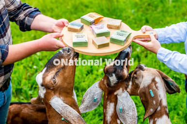 40009819-CountryPost - Goat breeder Sam & Jess Cutler Marsh Valley Farm ...
