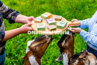 40009817-CountryPost - Goat breeder Sam & Jess Cutler Marsh Valley Farm ...