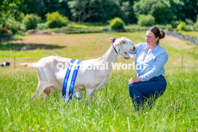 40009804-CountryPost - Goat breeder Sam & Jess Cutler Marsh Valley Farm ...