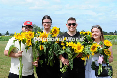 40017520-Sam's Sunflowers in Hayling Island, on Sunday, August 4, 2024 ...