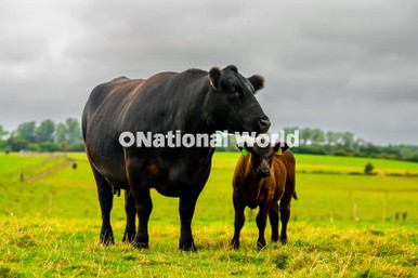 40023011-CountryPost - Cattle farmer David and Penny Evans, of ...