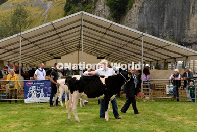 40028406-Kilnsey Show. The Dairy cattle are judged at the show. Picture ...