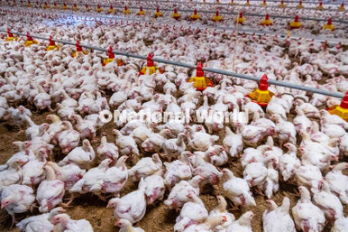 40031074-CountryPost - Soanes Poultry and Clive Soanes Broilers ...