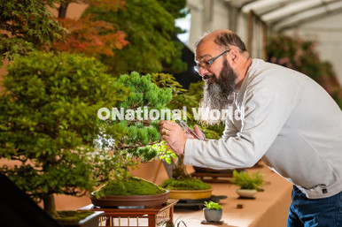 40035503-Staging Day for the 2024 Harrogate Autumn Flower Show, 13 â ...