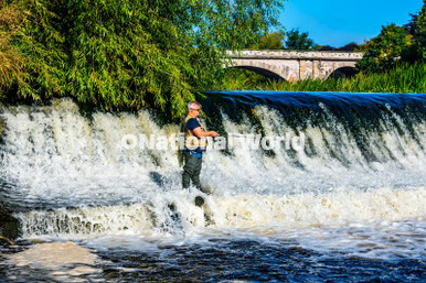 40037476-An angler expertly lure fishing on Tadcaster Weir, a 200ft ...