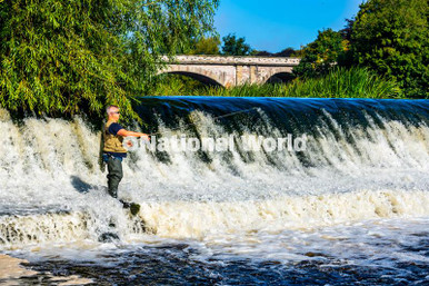 40037474-An angler expertly lure fishing on Tadcaster Weir, a 200ft ...