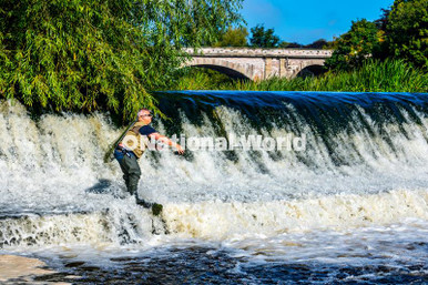 40037472-An angler expertly lure fishing on Tadcaster Weir, a 200ft ...