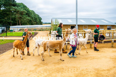 40038246-CountryPost - Askham Bryan Rare & Heritage Conservation Farm ...