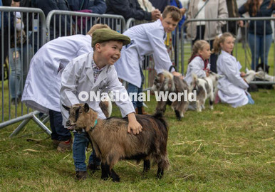 40039395-Young handler George Smith, 6, gets to grips with his pygmy ...