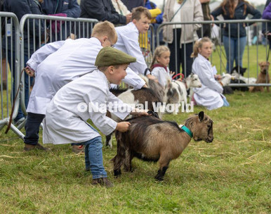 40039422-Young handler George Smith, 6, gets to grips with his pygmy ...