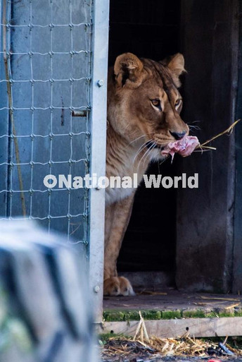 40068272-PIC Lisa Ferguson 21/11/2024 Luna the four year old lion Two ...