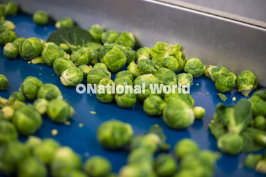 40080120-PIC Lisa Ferguson 17/12/2024 Workers from W R Logan farm in ...
