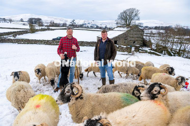 40085561-CountryPost......Wayne Hutchinson a Swaledale Sheep farmer and ...