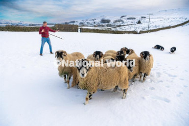 40085554-CountryPost......Wayne Hutchinson a Swaledale Sheep farmer and ...
