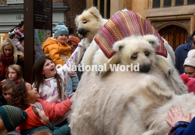 40088442-Inka the Polar Bear making her way to St Helenâ€™s Square ...