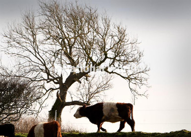 40092665-**Embargoed for the Yorkshire Post ONLY** Cattle Tunstall Road ...