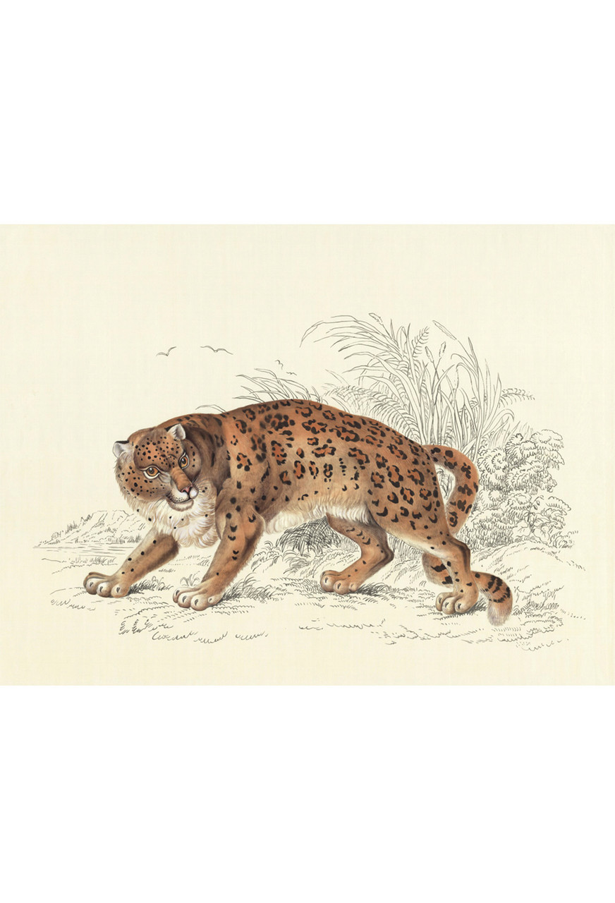 Leopard by Paul Montgomery